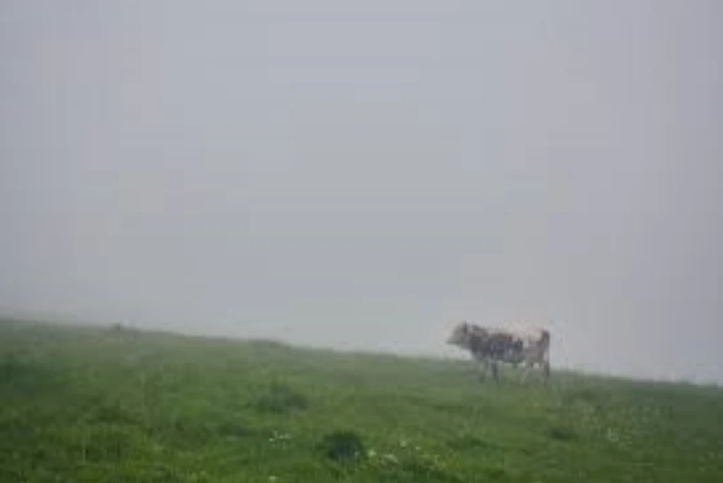 Nivel 756 "En la isla grande vive solo una vaca." | Wiki Backrooms ...