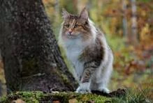 Nivel 345 - "miau (Re-Take)" | Wiki Backrooms Fanon ES | Fandom