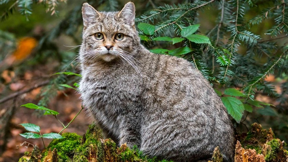 Nivel 345 miau | Wiki Backrooms Fanon ES | Fandom