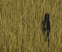 Entity 9: "Facelings" | Backrooms Freewriting Wiki | Fandom