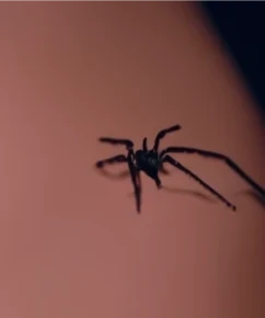 Entity 146 "Skin Spiders" | Backrooms Freewriting Wiki | Fandom