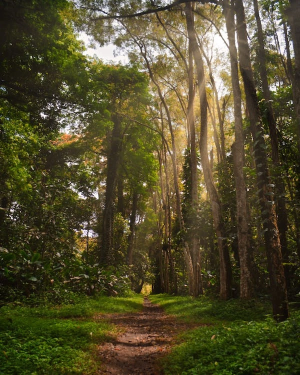 Level 25: "The Grassrooms" | Backrooms Freewriting Wiki | Fandom