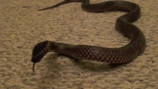 Quirky Level 8: "Ssssssslither" | Backrooms Freewriting Wiki | Fandom