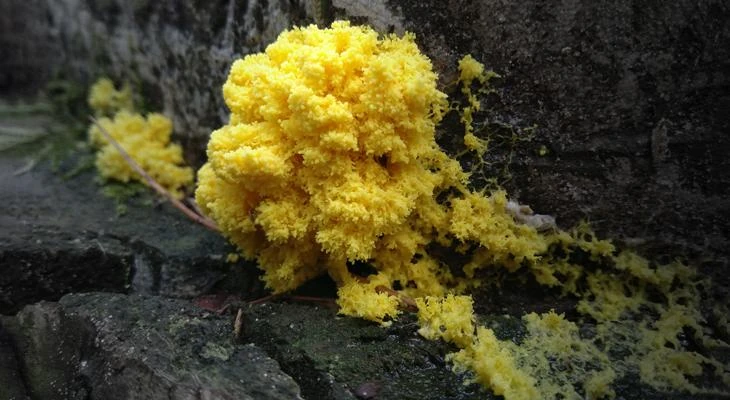 Entity 2: "Yellows" | Backrooms Freewriting Wiki | Fandom