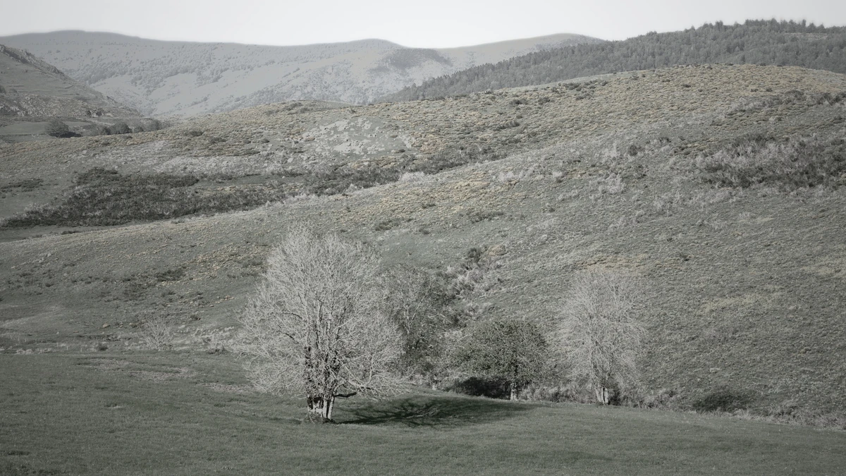 Level 150: "The Dainty Meadow" | Backrooms Freewriting Wiki | Fandom