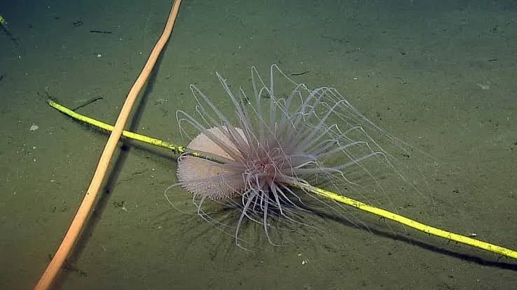 Abyssal Plain | Backrooms Freewriting Wiki | Fandom