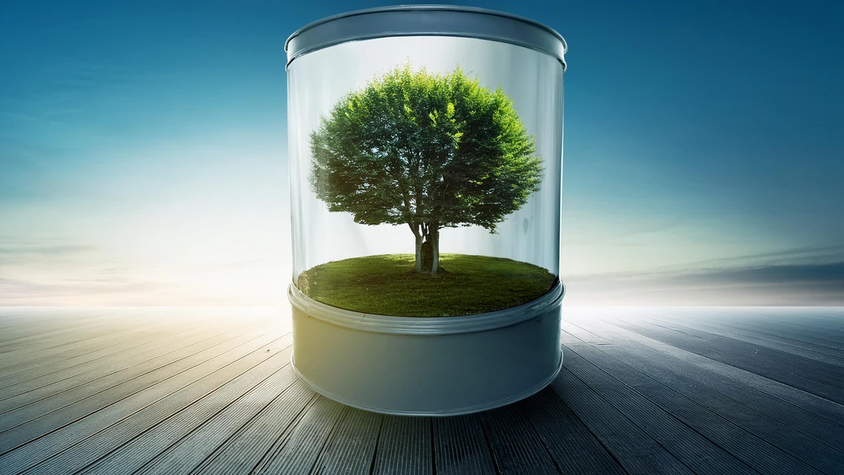 Level 20: "Schrodinger's Tree" | Backrooms Freewriting Wiki | Fandom