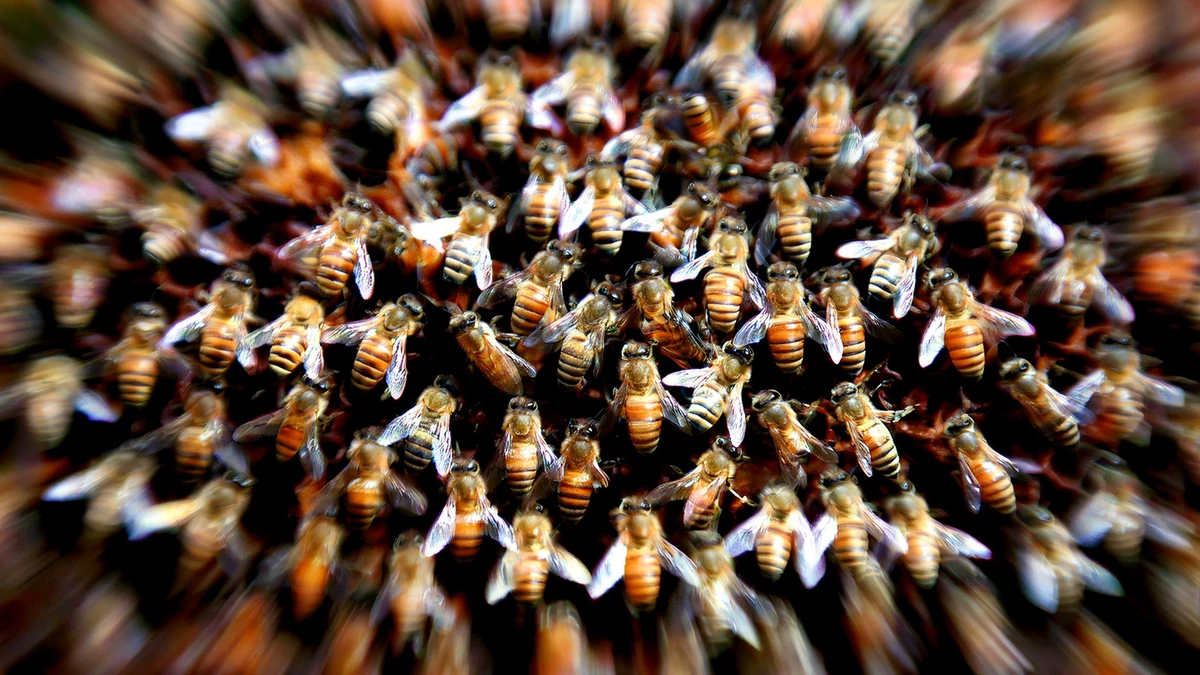 Entity 5: "8eles" | Backrooms Freewriting Wiki | Fandom