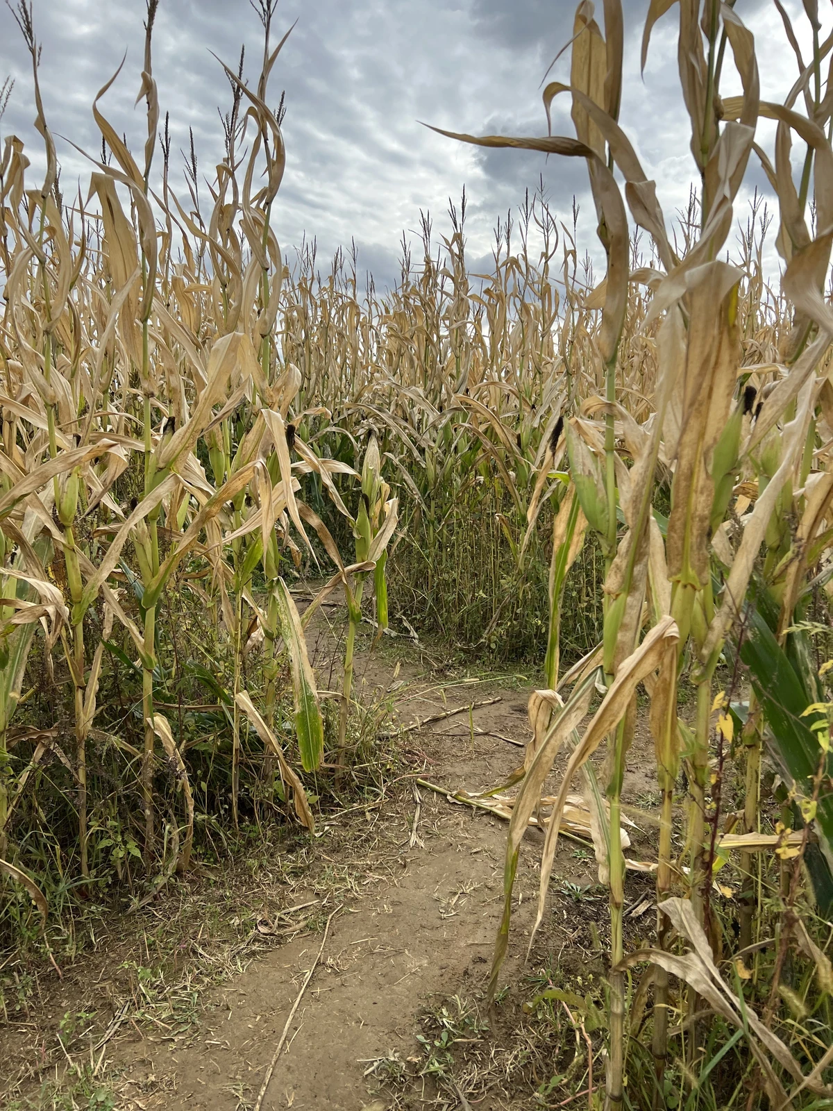 Level 966: "Corn Haven" | Backrooms Freewriting Wiki | Fandom