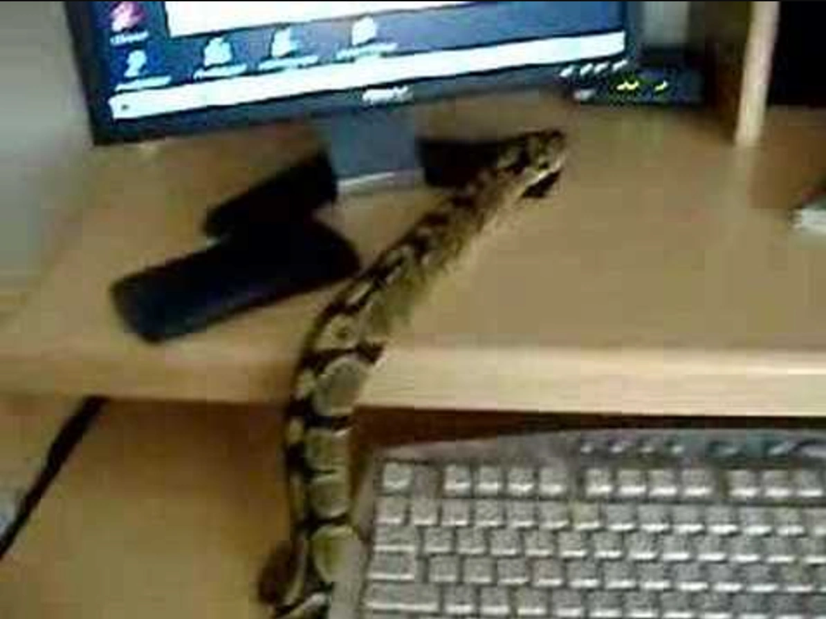 Snake Level 2: 🐍 Python's Python 🐍 | Backrooms Freewriting Wiki | Fandom