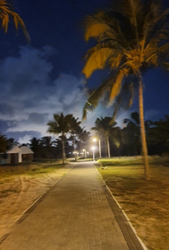 Level 7 "Palm tree paradise" | Backrooms Freewriting Wiki | Fandom