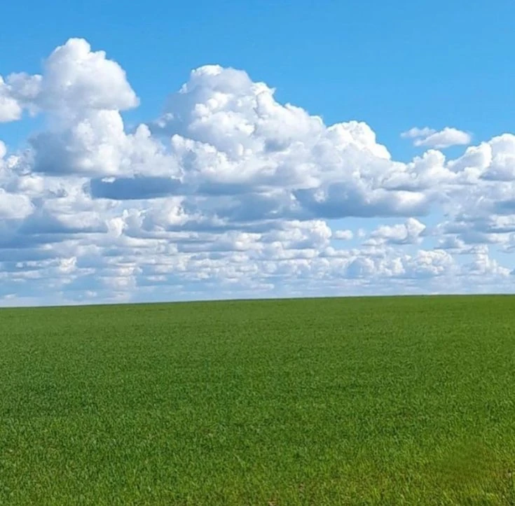 Level 0: "The field." | Backrooms Freewriting Wiki | Fandom