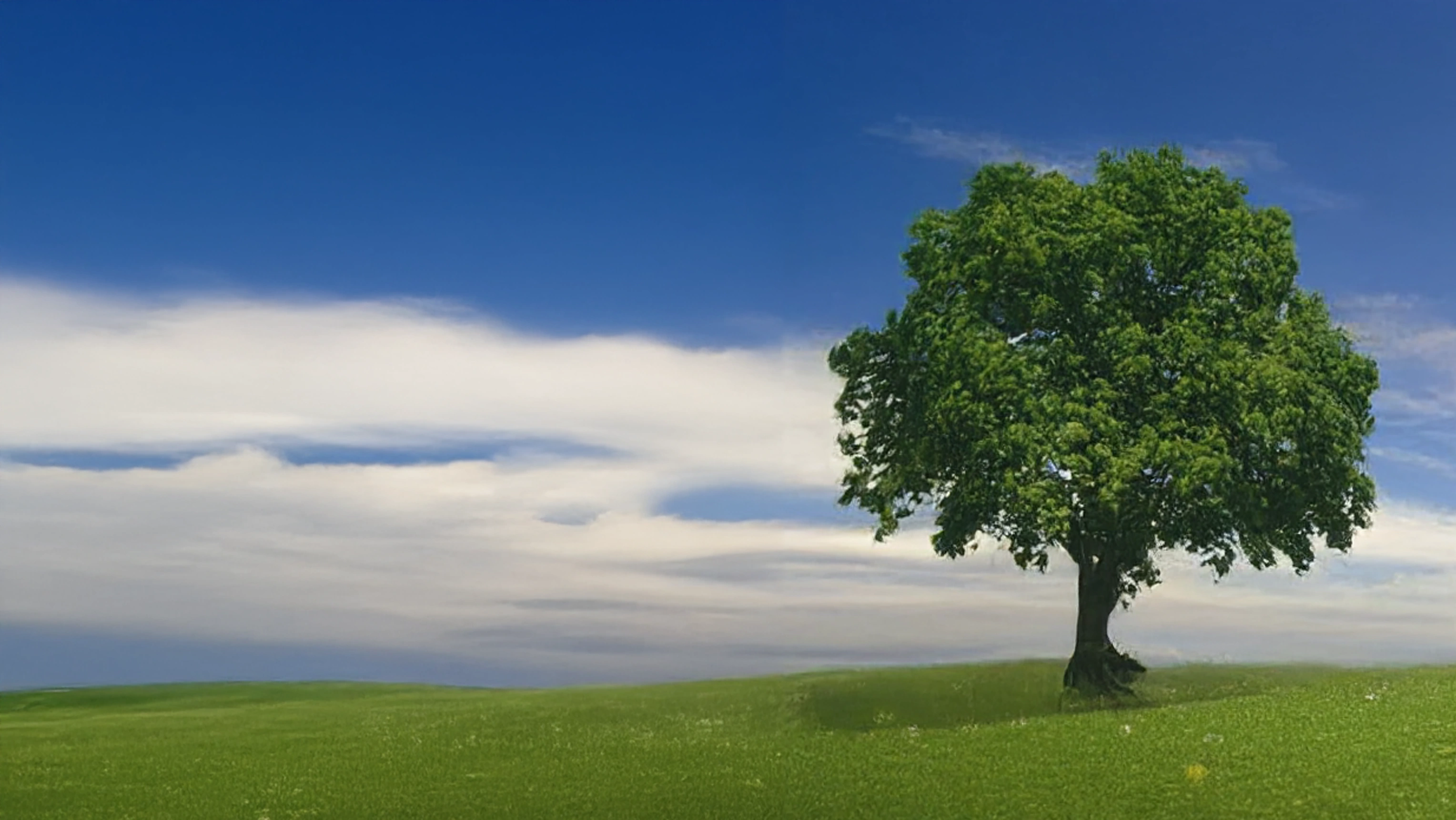 Entity 2: "Alive Trees" | Backrooms Freewriting Wiki | Fandom
