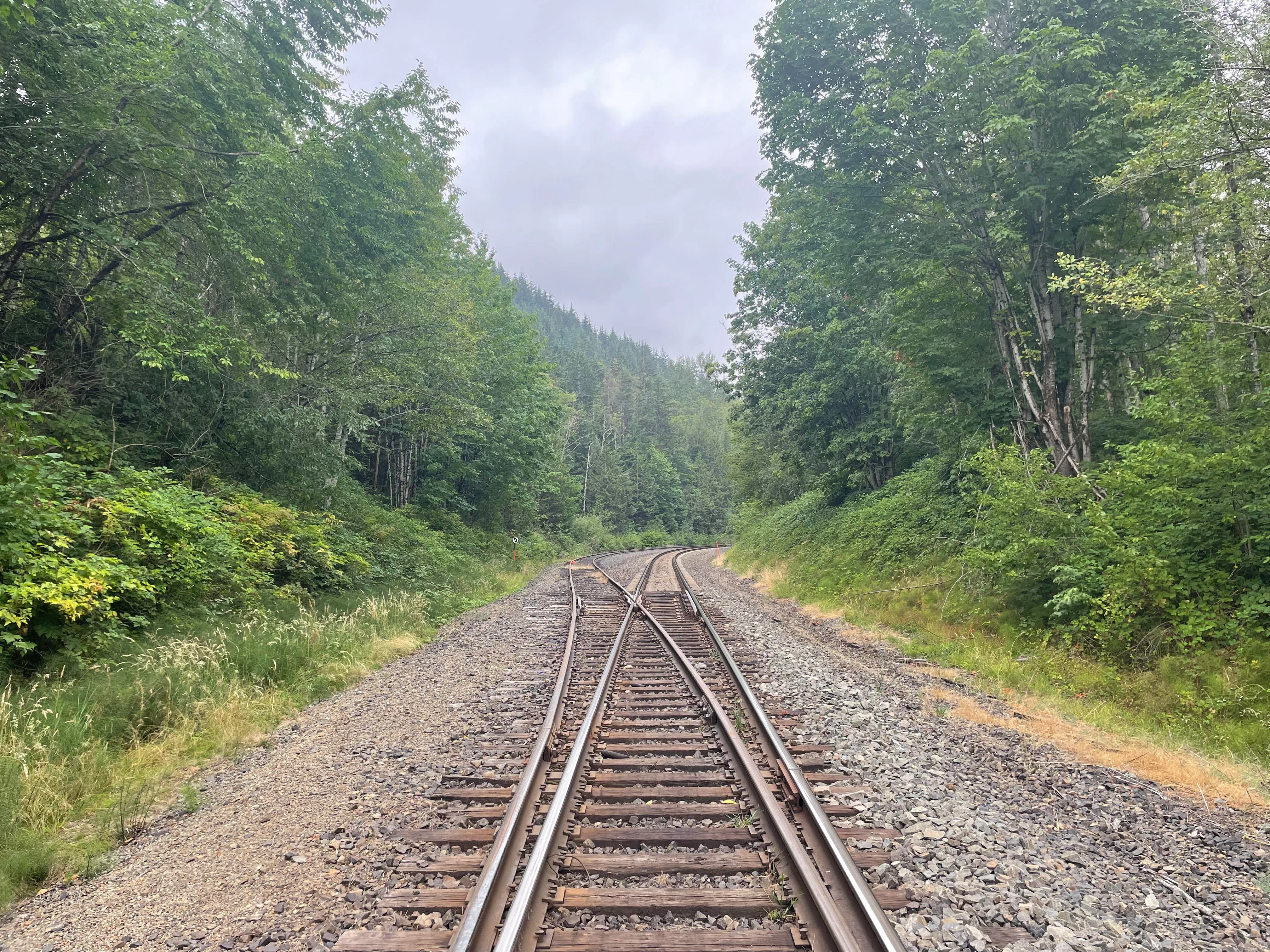 Level 127: "Rail Forest" | Backrooms Freewriting Wiki | Fandom