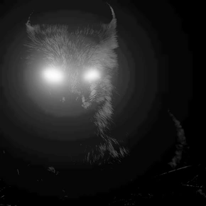 Vulpes Lumina | Backrooms Freewriting Wiki | Fandom