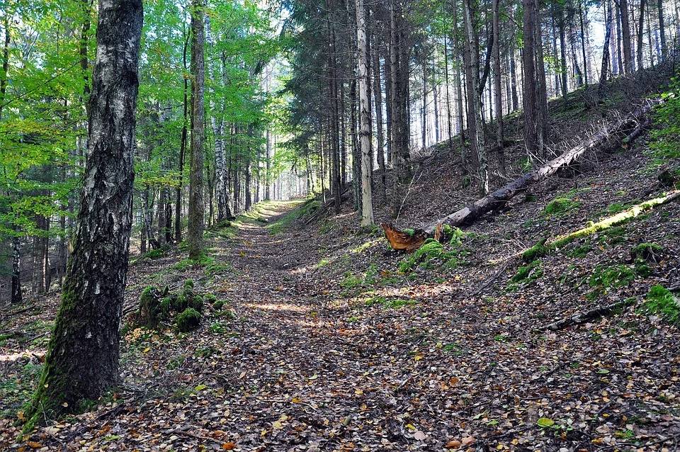 Level ±14: "Hilly Forest" | Backrooms Freewriting Wiki | Fandom