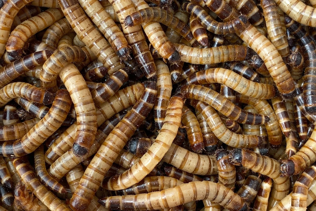 Entity 99: "Death Worms" | Backrooms Freewriting Wiki | Fandom