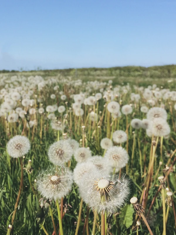 Level : "Flower Meadow" | Backrooms Freewriting Wiki | Fandom