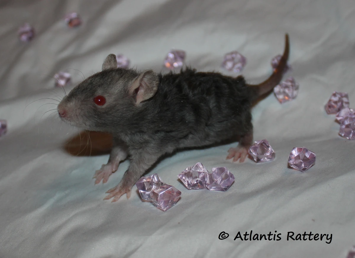 Entity 25: "Death Rats" | Backrooms Freewriting Wiki | Fandom