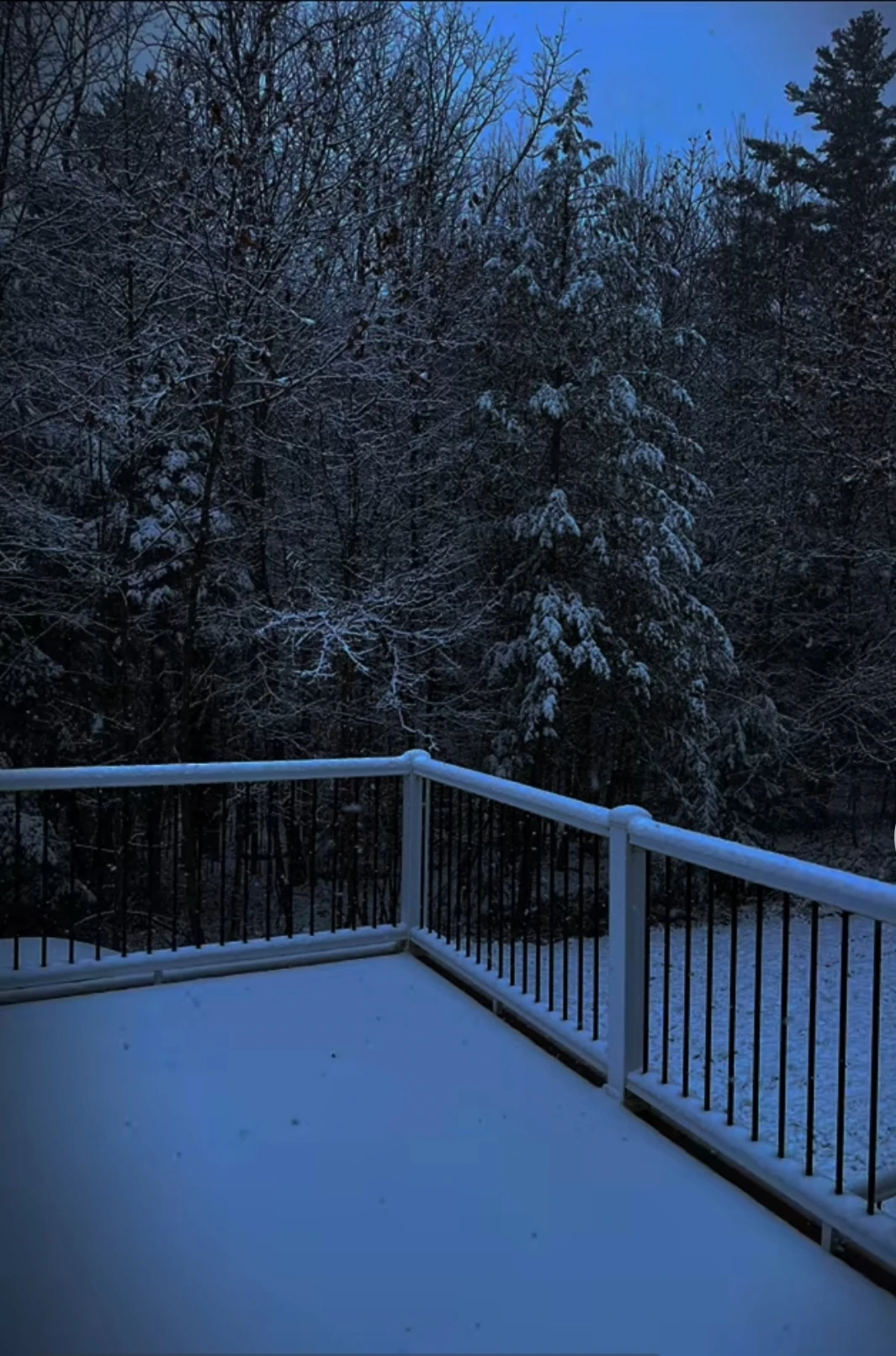 Level x22: Dim Permafrost Forest | Backrooms Freewriting Wiki | Fandom