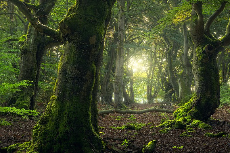 Level 227: "The Mystery Forest" | Backrooms Freewriting Wiki | Fandom