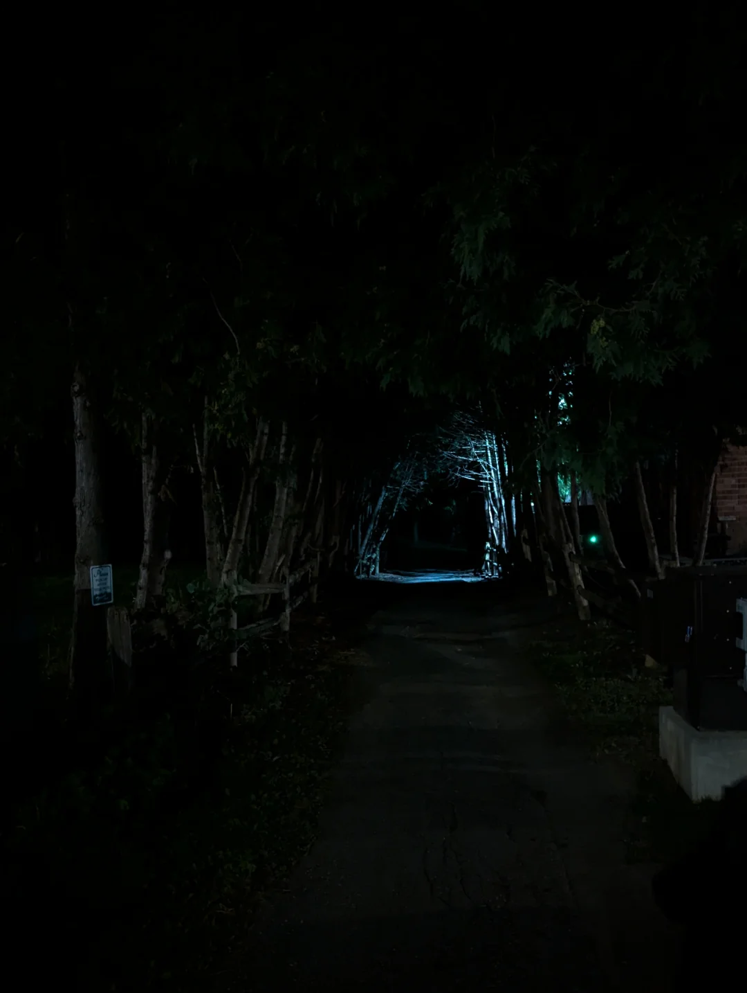 Level 70: "The Forest" | Backrooms Freewriting Wiki | Fandom