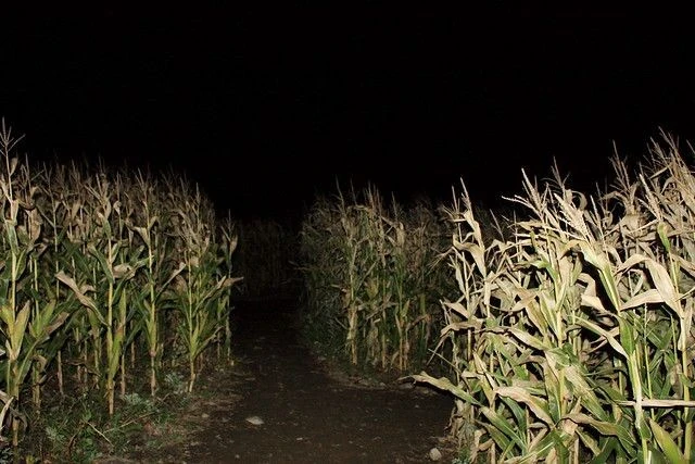 Level 4072.3: Farm Trip | Backrooms Freewriting Wiki | Fandom