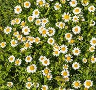 Level : "Flower Meadow" | Backrooms Freewriting Wiki | Fandom