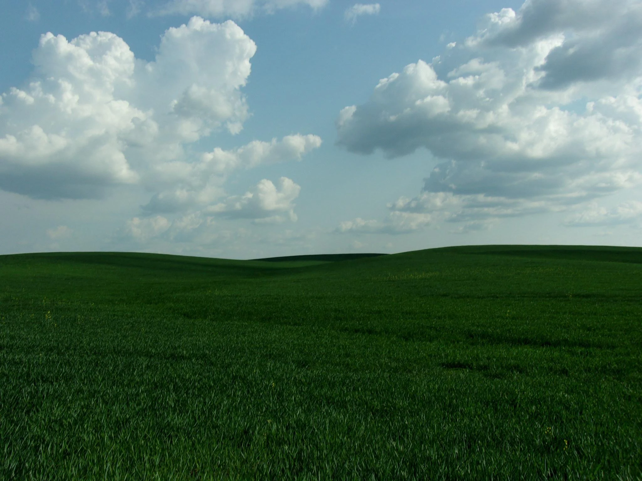 Level 25: "GrassLands" | Backrooms Freewriting Wiki | Fandom