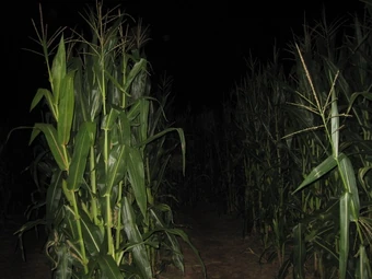Level 10.04: "Endless Wheat Garden" | Backrooms Freewriting Wiki | Fandom