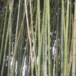 Level 504“竹林” | Backrooms Freewriting Wiki | Fandom