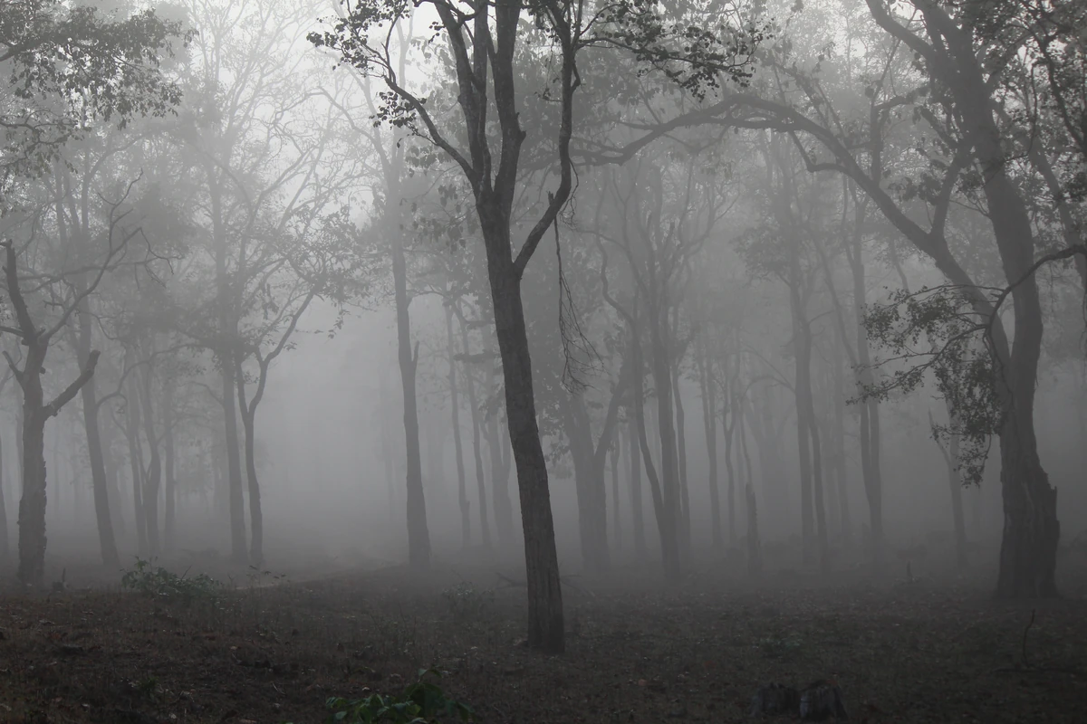 Level the FOG | Backrooms Freewriting Wiki | Fandom