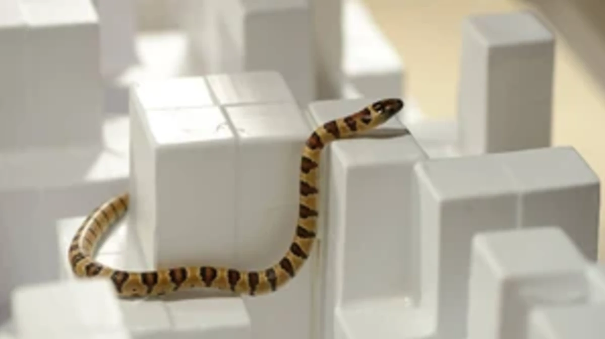 Snake Level 1: "A Game of Cunning" | Backrooms Freewriting Wiki | Fandom