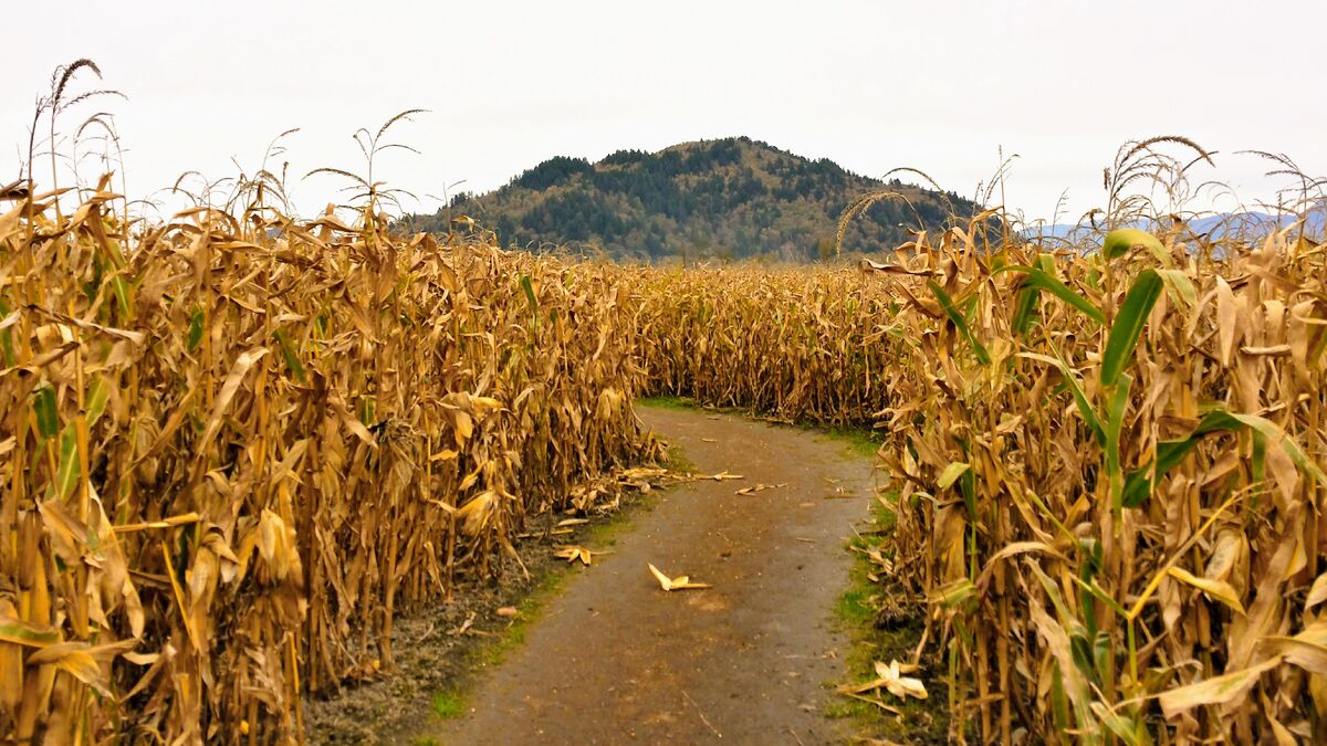 The Fieldrooms Backrooms Freewriting Wiki Fandom