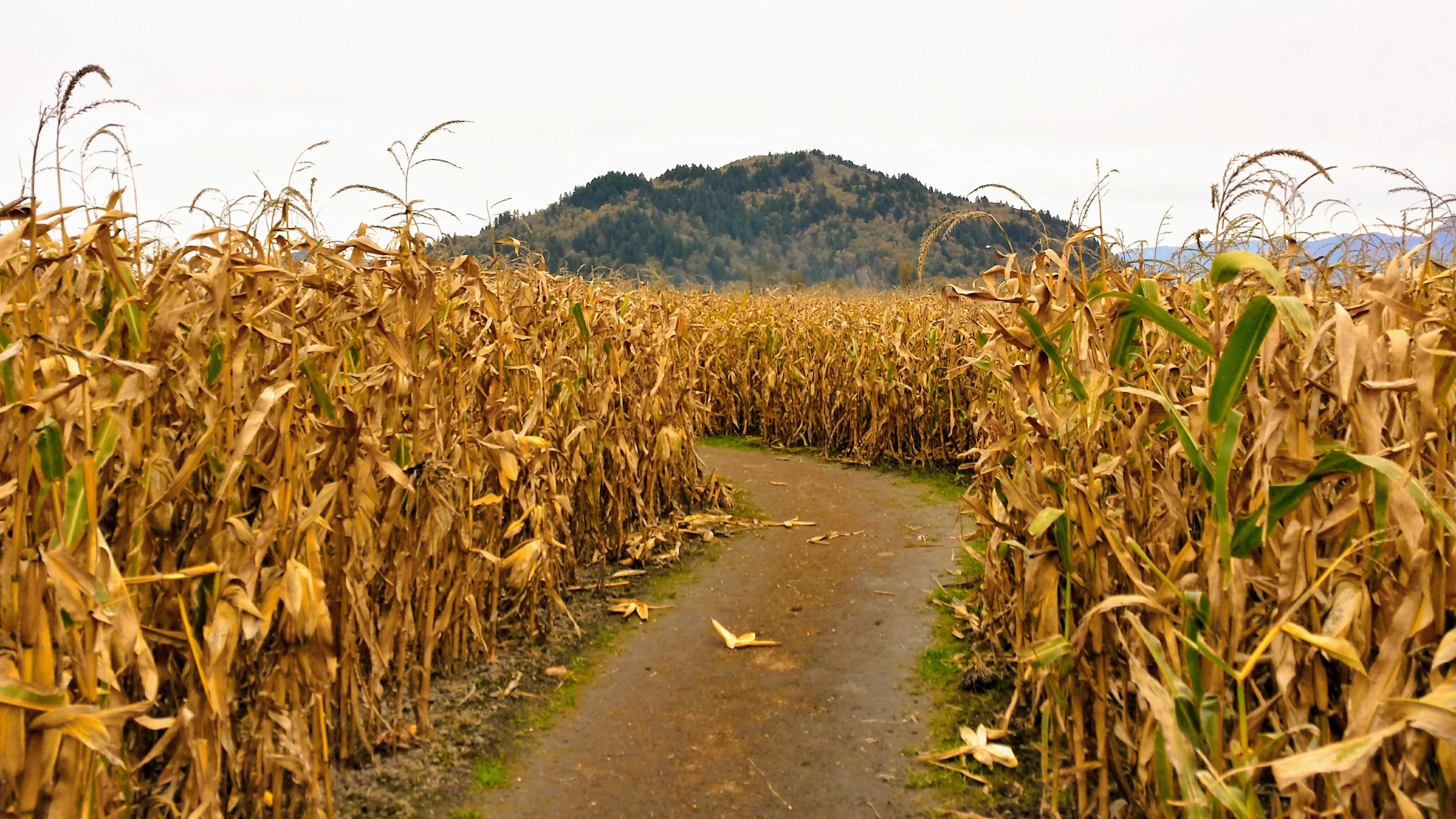 The Fieldrooms | Backrooms Freewriting Wiki | Fandom