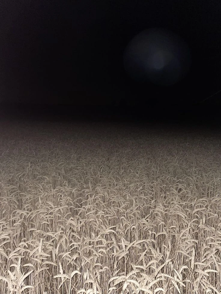 Level 9.01: “Suburban Wheat Fields” | Backrooms Freewriting Wiki | Fandom