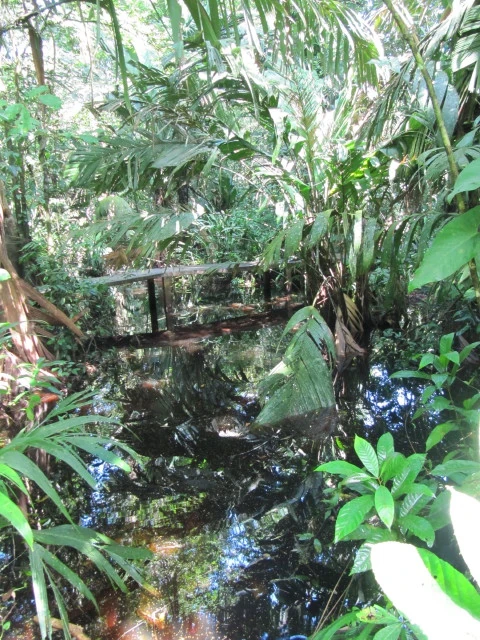 Level 128: "Swampy Jungle" | Backrooms Freewriting Wiki | Fandom
