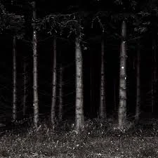 Level 386: "F8REST" | Backrooms Freewriting Wiki | Fandom