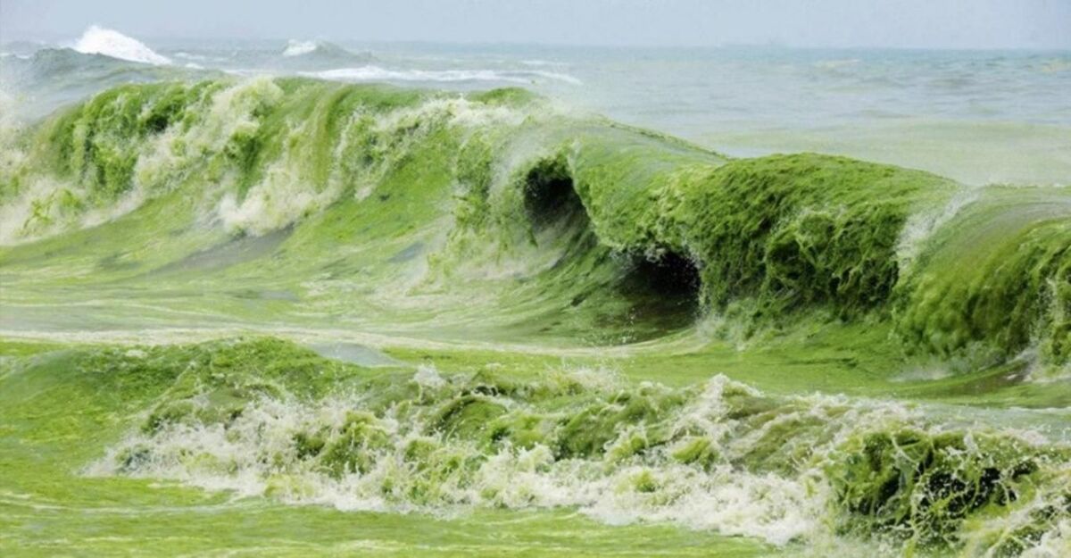 Level 215: "Green Sea" | Backrooms Freewriting Wiki | Fandom