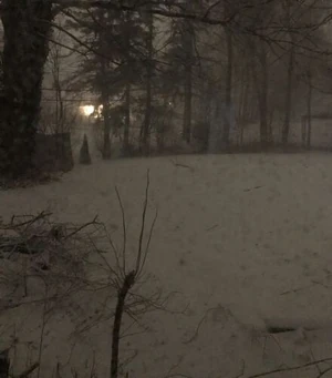 Level 0.-71: "Cold Forest" | Backrooms infinite Plus Wiki | Fandom