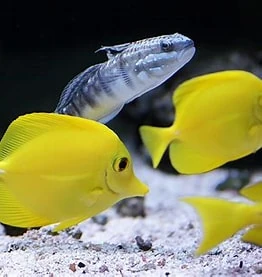 Level 7: "Flooded Village" | Backrooms Liminal Cannon Wiki | Fandom