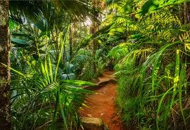 Level -0: The Jungle | Backrooms Liminal Dream Wiki | Fandom