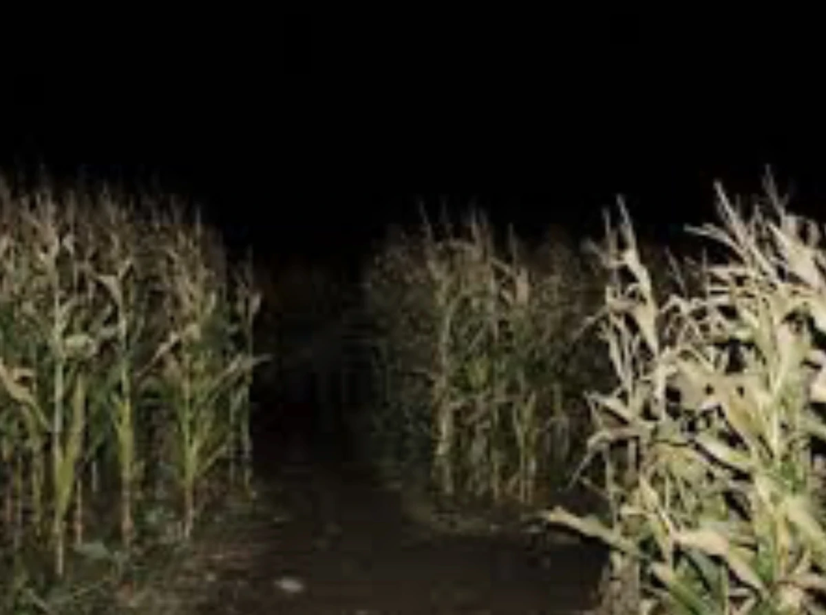 Secret Level 2: Jack’s maze | Backrooms liminality Wiki | Fandom