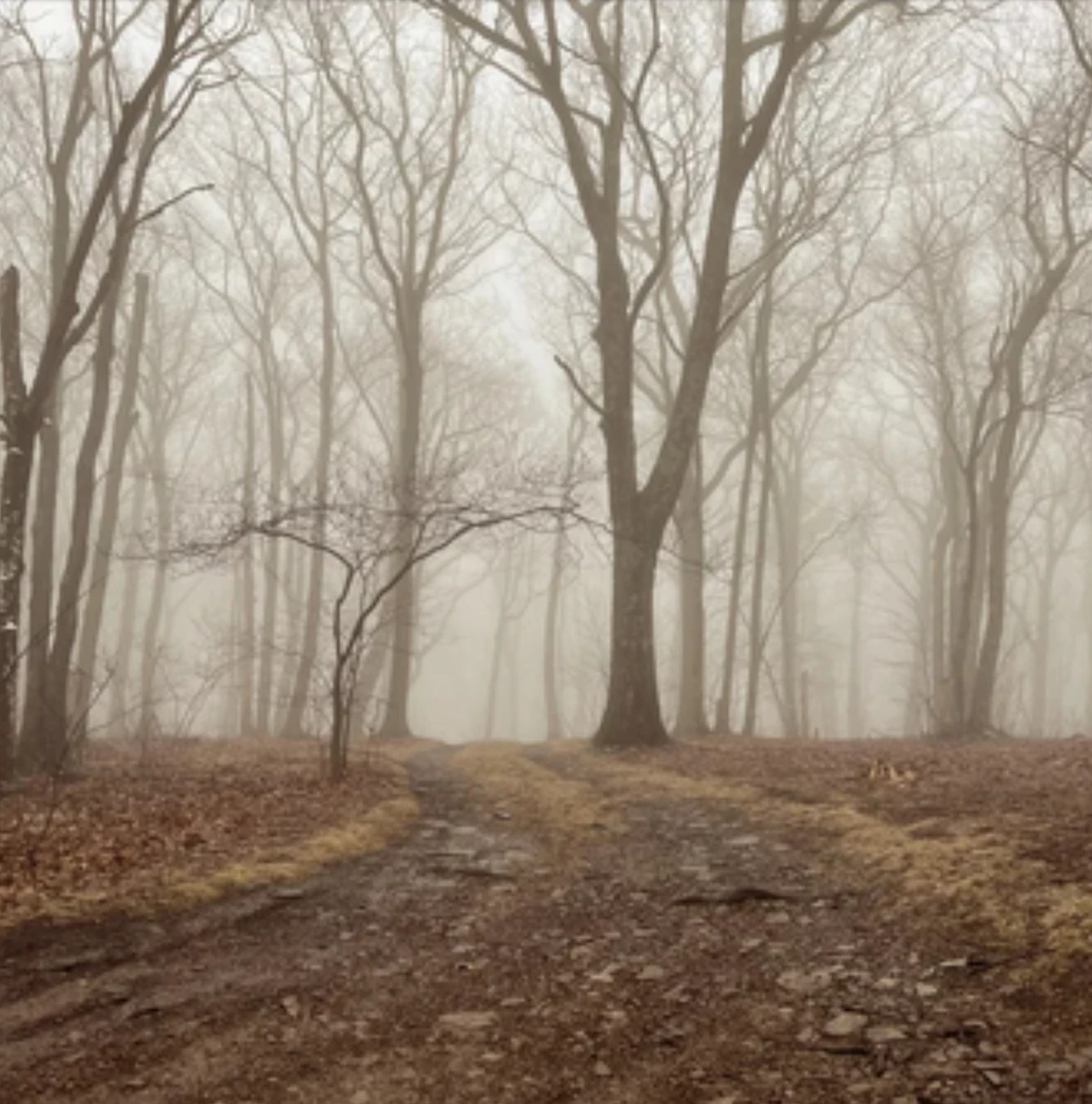 Backrooms liminality Wiki | Fandom