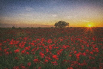 Level 83: "玫瑰园" | Backrooms Wiki | Fandom