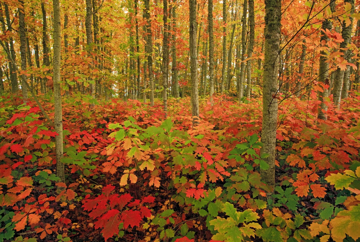 Nivel 437, "Bosque Bellotero" | Wiki Backrooms | Fandom