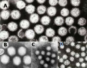 Entity 7: "Mandela Virus" | Backrooms Wiki | Fandom