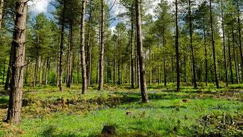 Level 721 η: "静止の森" | Backrooms Wiki | Fandom