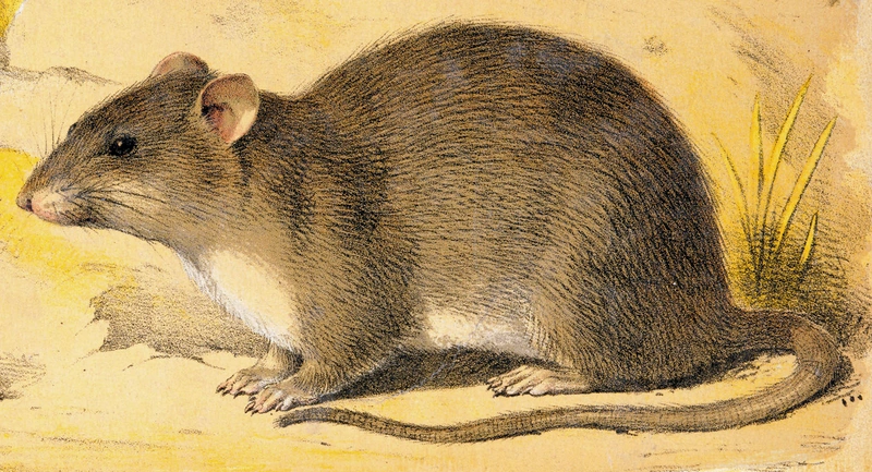 The Rat's Dirge (pls don't take this seriously it's only for a joke ...