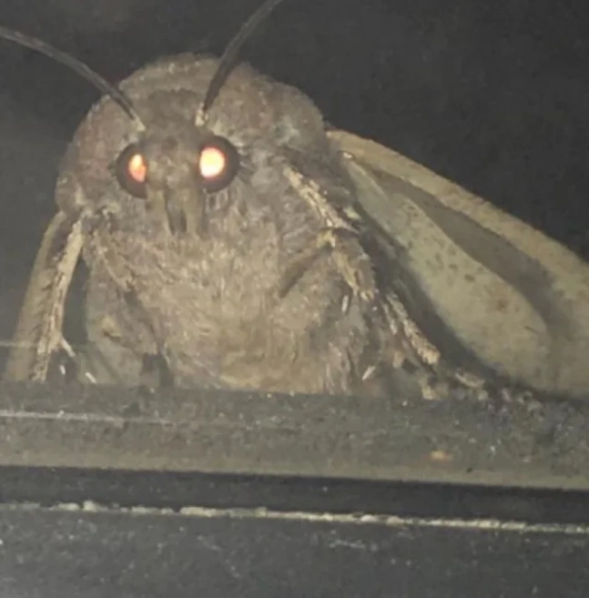 Object 6: "Moth Jelly" | Wiki Backrooms | Fandom